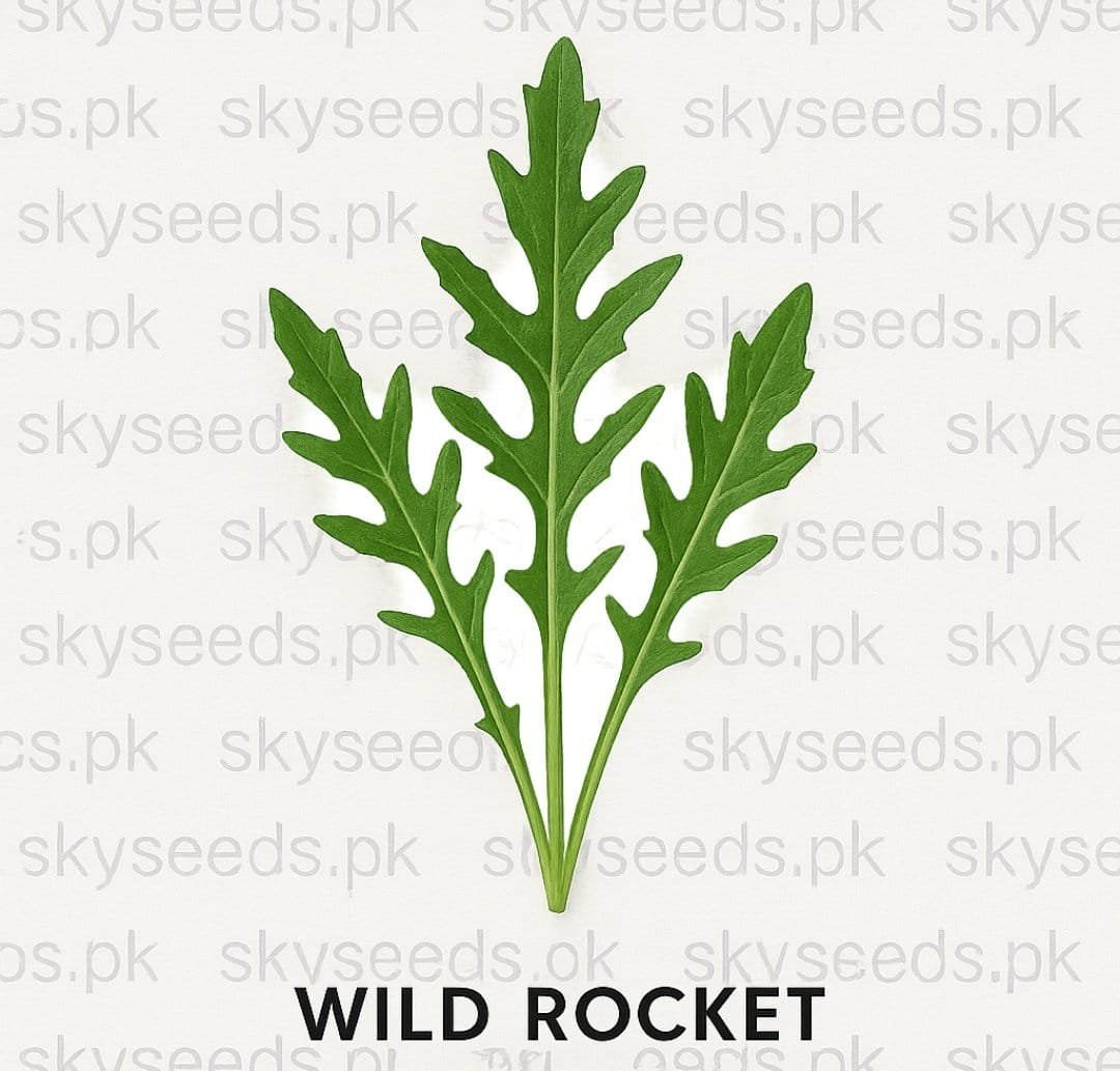 Wild Rocket Arugula - Sky Seed Store