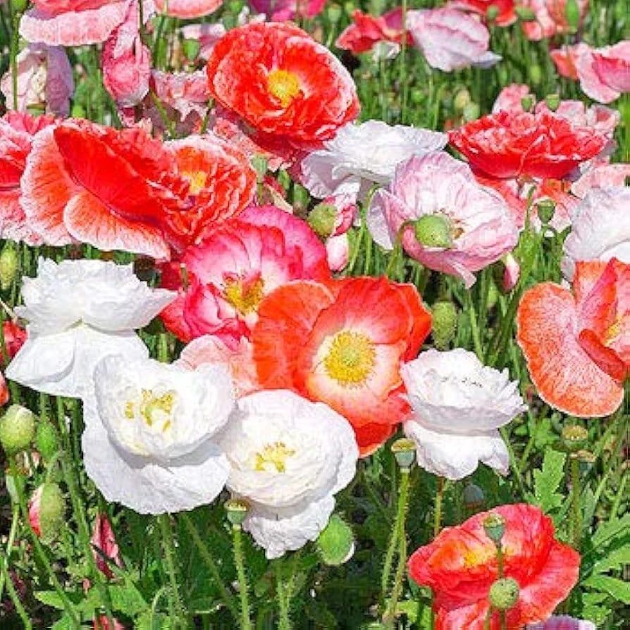 English Poppy Seeds Shirley Mixed in Pakistan - Sky Seed Store 2026