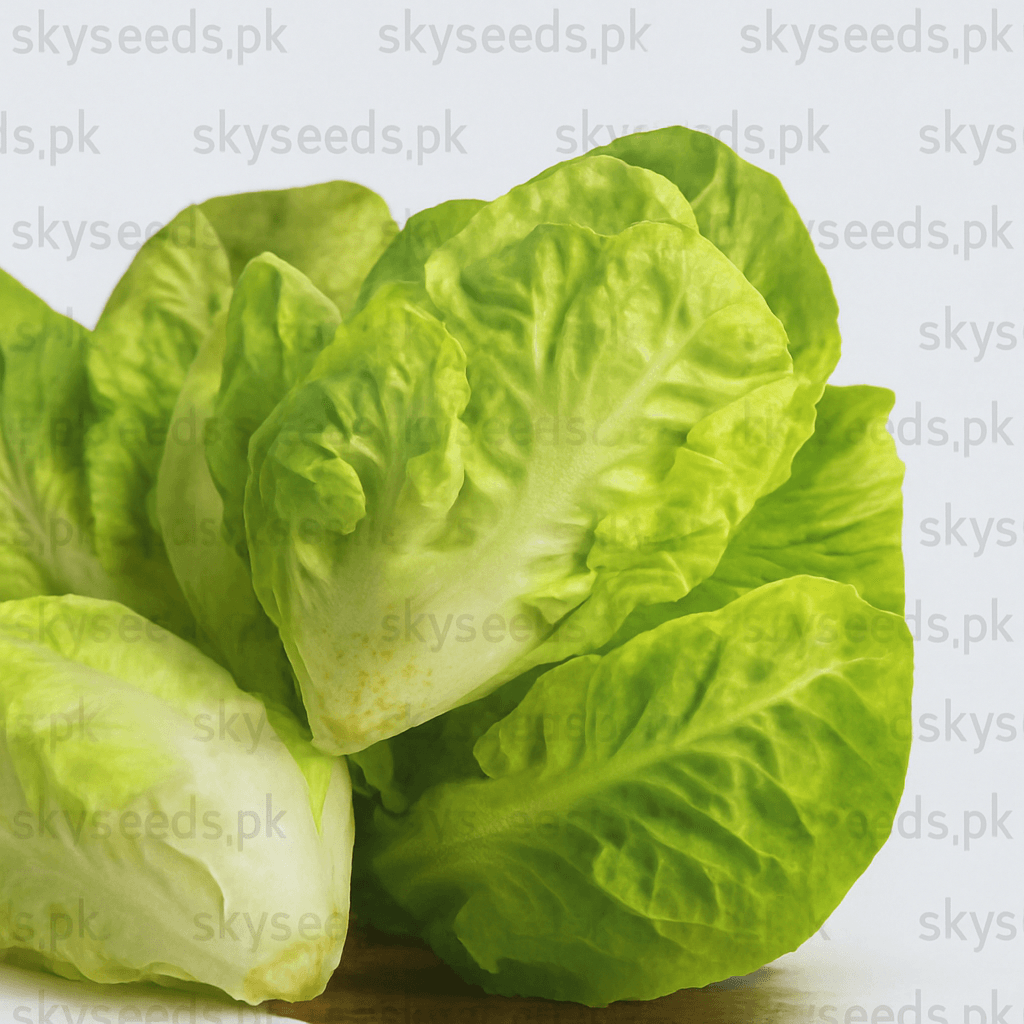 Lettuce Mantovana Chicory - Sky Seed Store